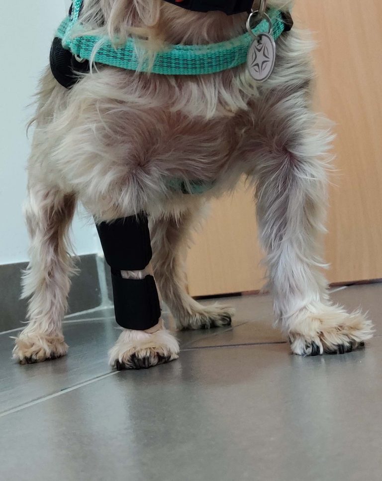 orthese-chien-face - ACMTO